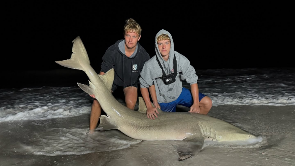 Marco Island pulls shark fishing restriction proposal amid sea turtle ...