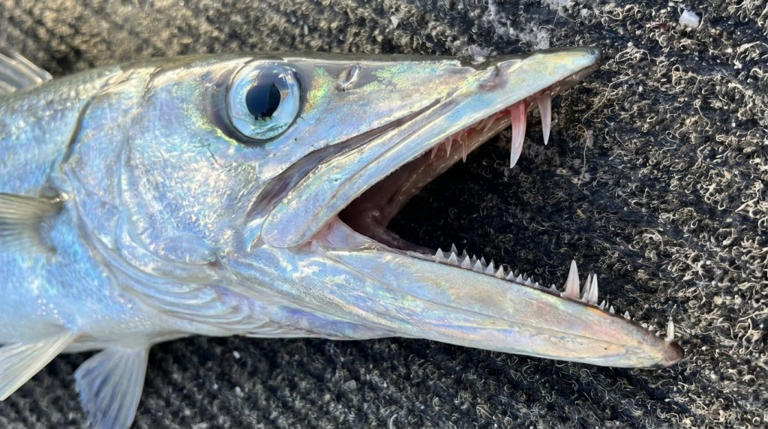 Deep ocean fish have been disappearing for decades and most people had ...