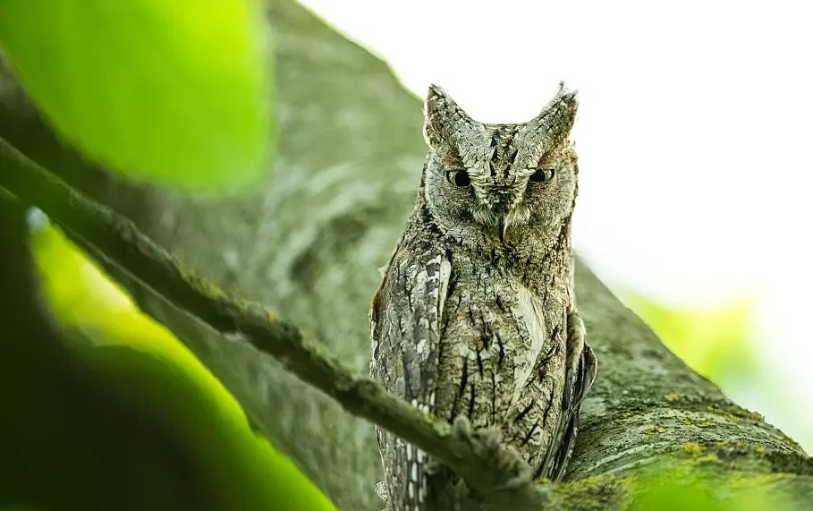 Owl awareness connects traditions with conservation practices