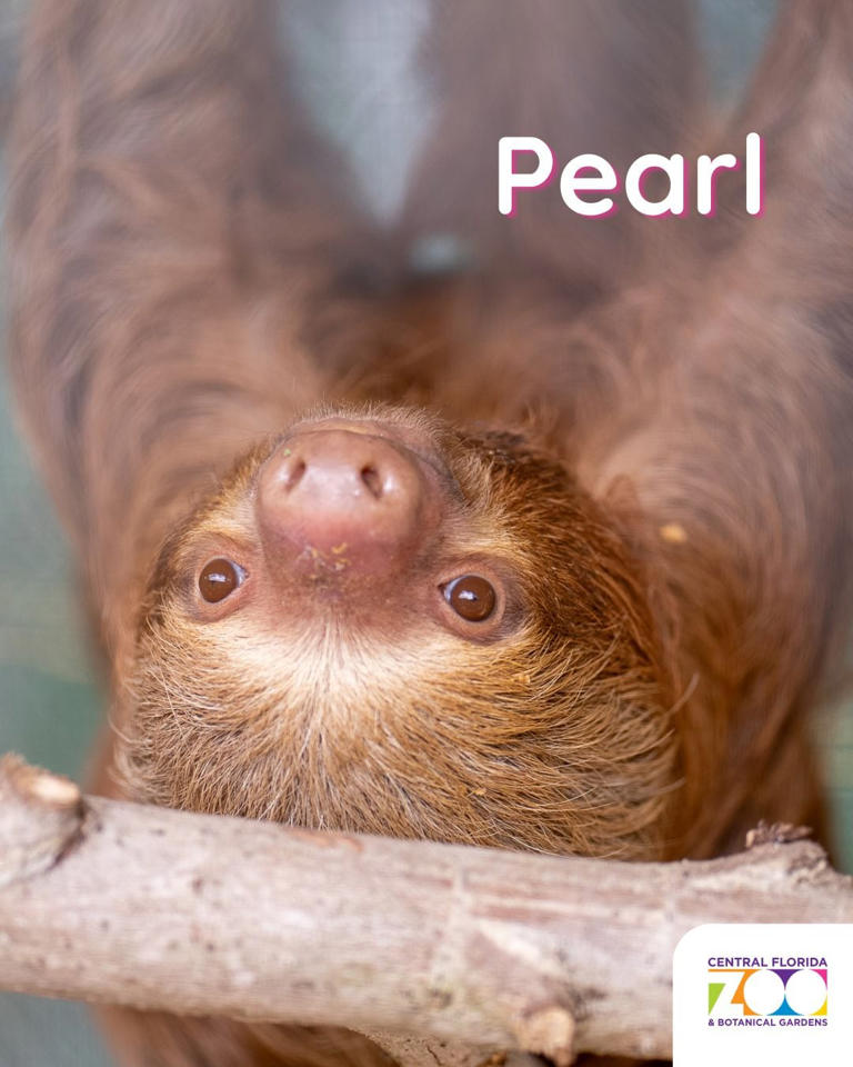 Central Florida Zoo shares hopeful 30-day update on surviving Sloth ...