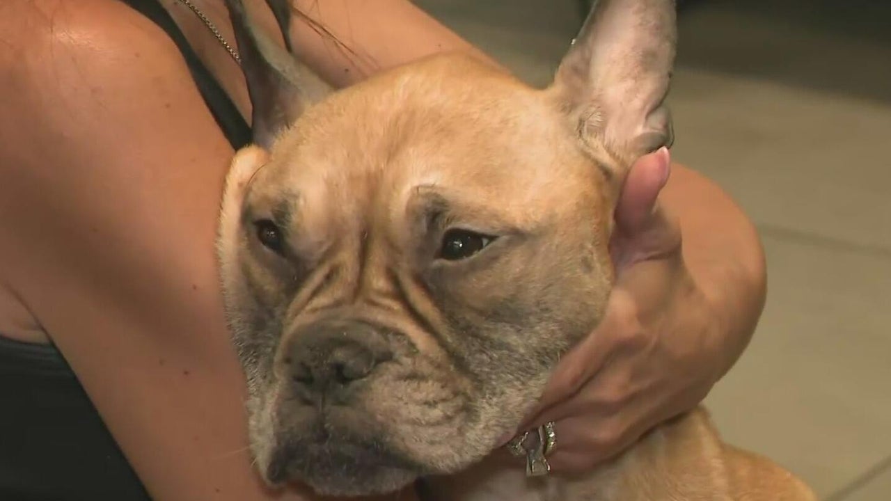 How's Miracle the French bulldog doing?