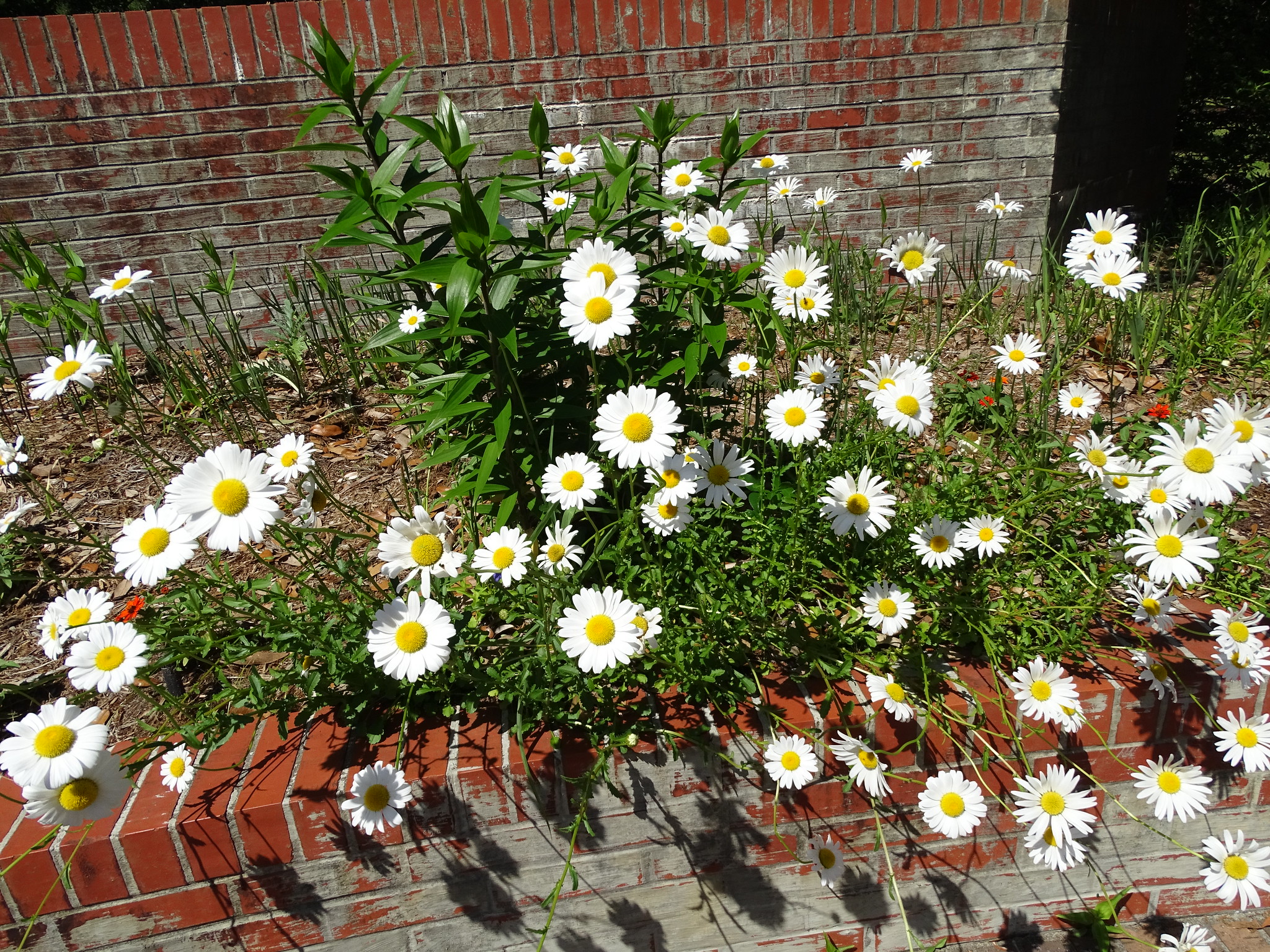 20 creative uses for old bricks in your garden & backyard