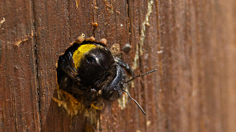 The overlooked solution for preventing carpenter bees is so simple