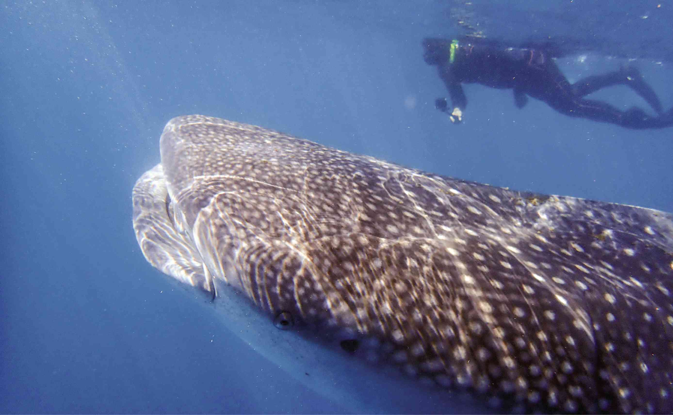 Finding 'butanding': Oslob explains absence of whale sharks in its waters
