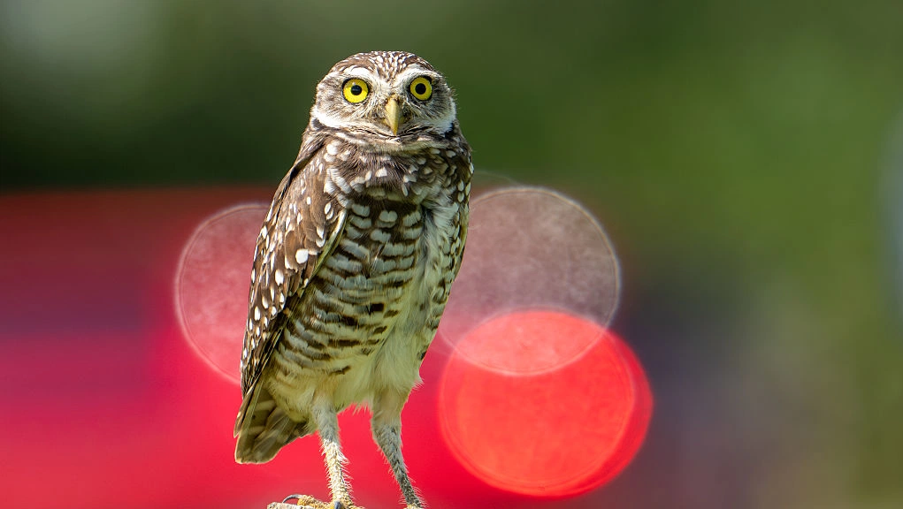 How to turn your yard into an owl haven