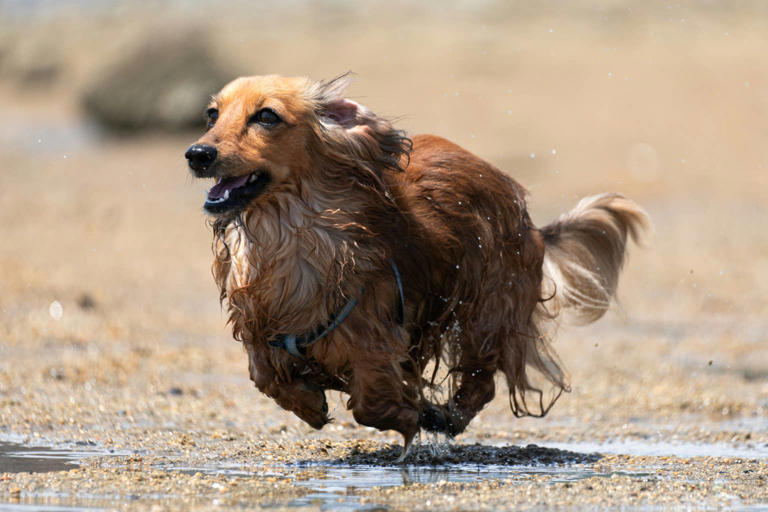 Watch Colin the golden retriever master parkour with hilarious zoomies