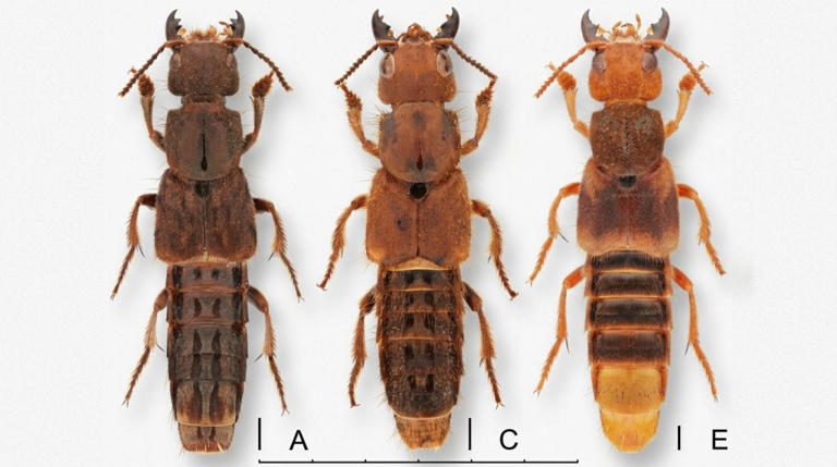 These colorful beetles were several inches long, yet no one knew they ...
