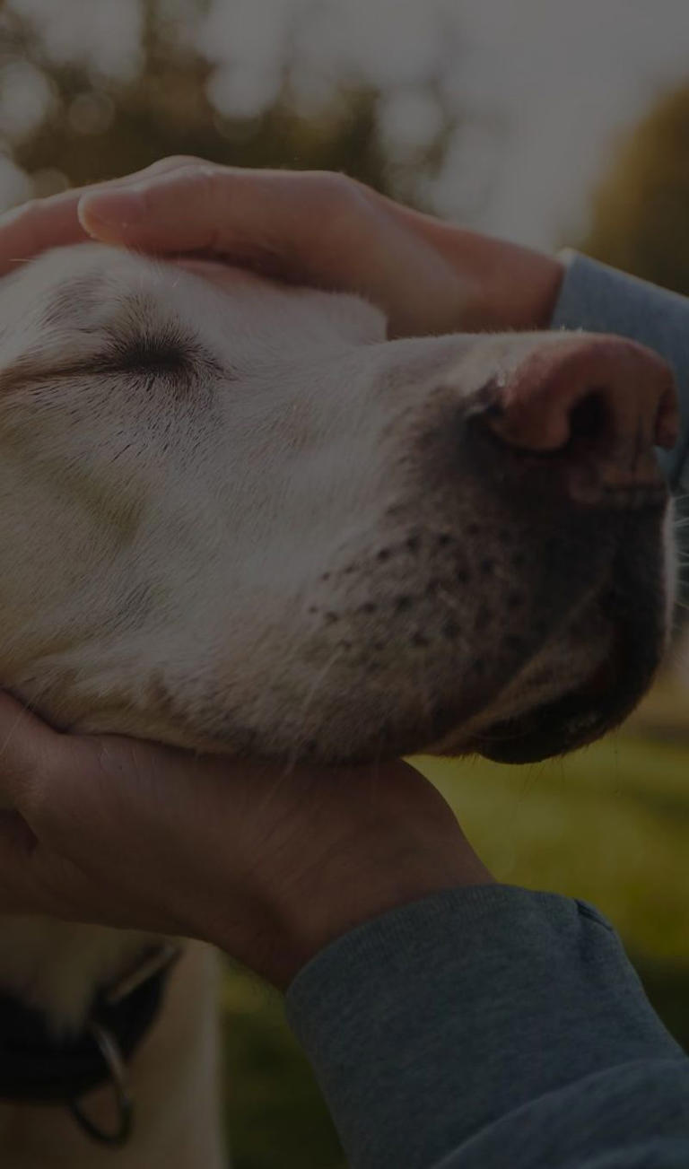 12 beautiful signs your dog feels deeply loved, emotionally safe, and ...