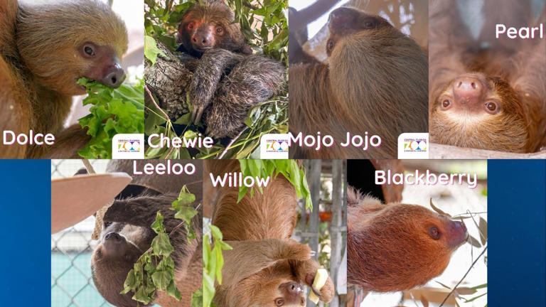 Central Florida Zoo extends quarantine for sloths rescued from Sloth World