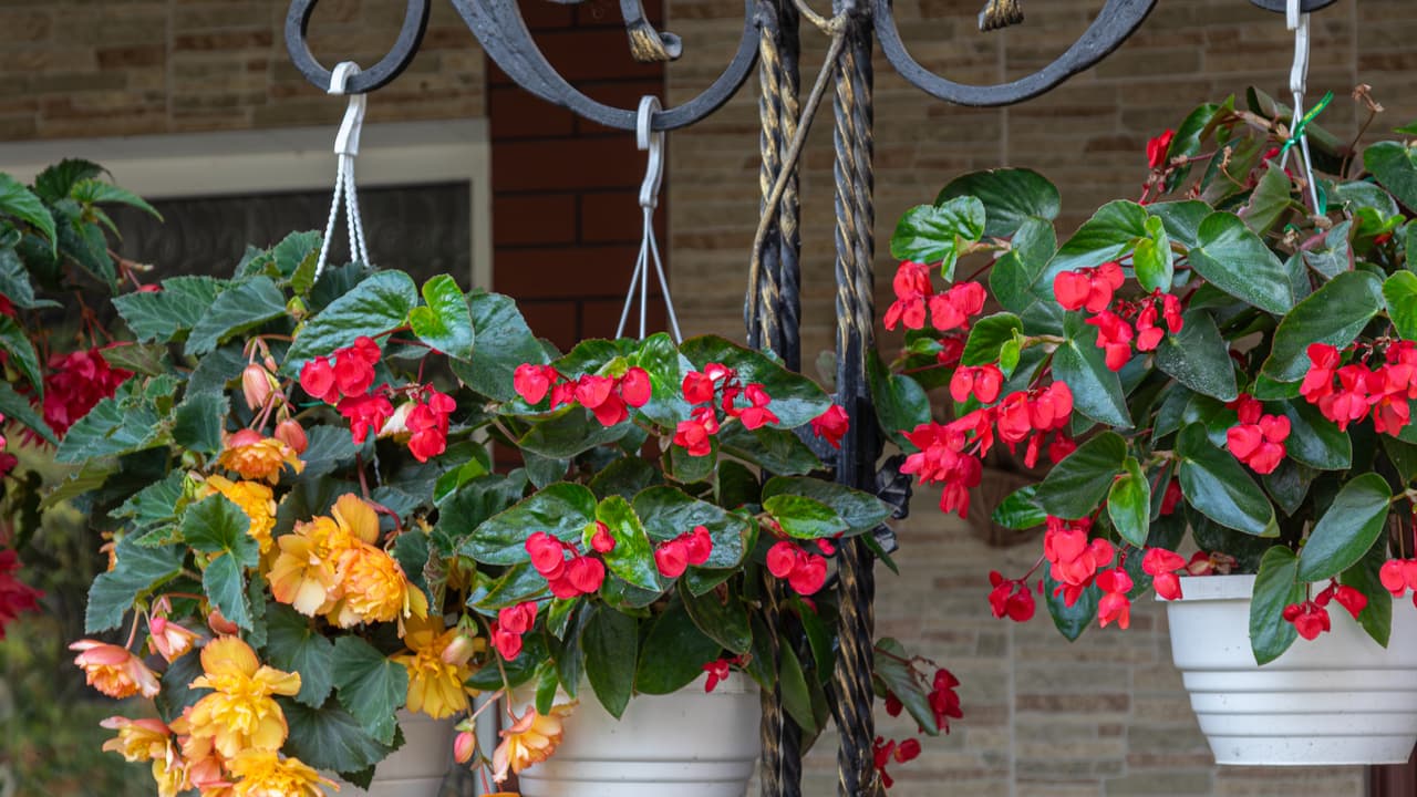 Gardening tips: 5 beautiful plants that love shade and thrive without ...