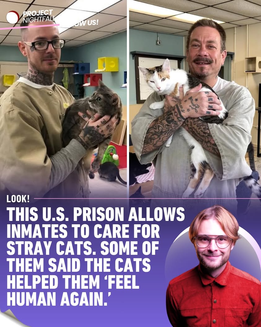 Indiana prison stunned: Abandoned cats ignite astonishing inmate ...