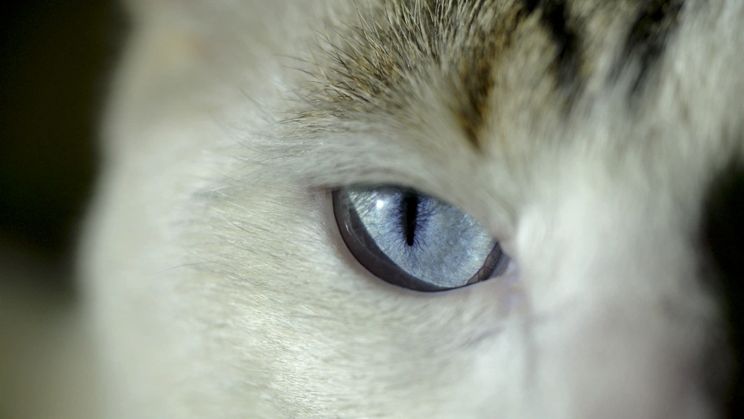 Life hacks for loving your deaf cat