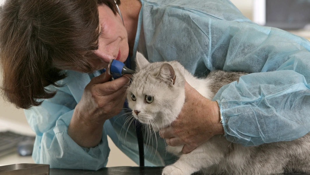 Life hacks for loving your deaf cat