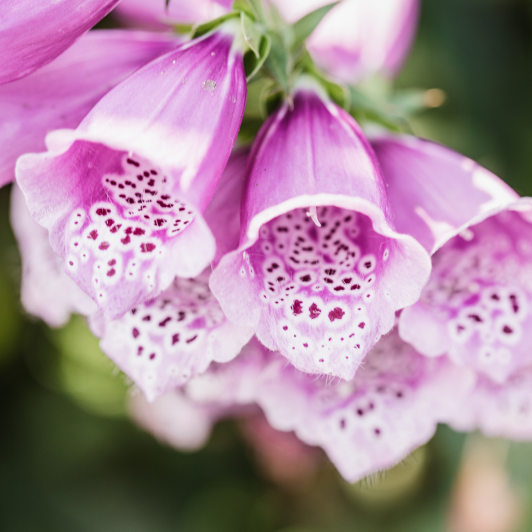 7 pretty self-seeding flowers that will quietly fill gaps and bare ...