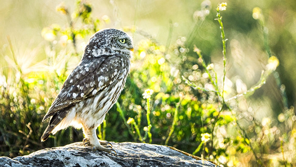 Owl awareness connects traditions with conservation practices
