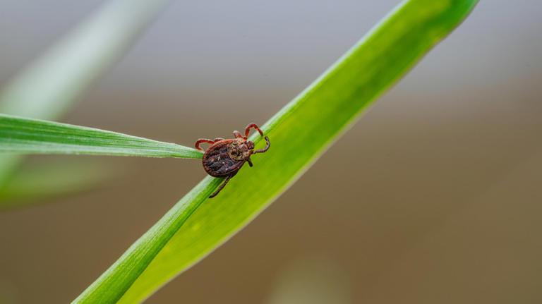 Say goodbye to ticks: Consumer Reports named the best insect repellents ...