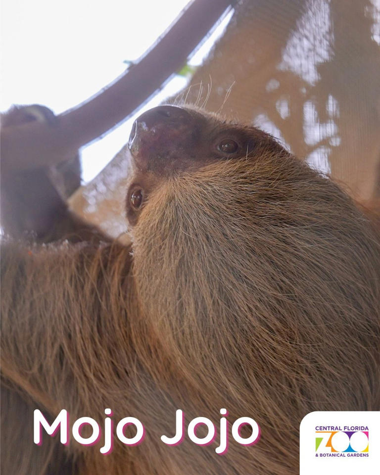 Central Florida Zoo shares hopeful 30-day update on surviving Sloth ...
