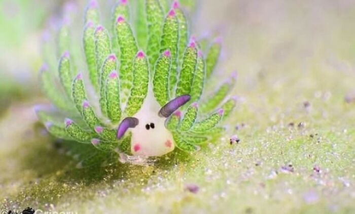 35 animals nobody would ever believe are real without proof