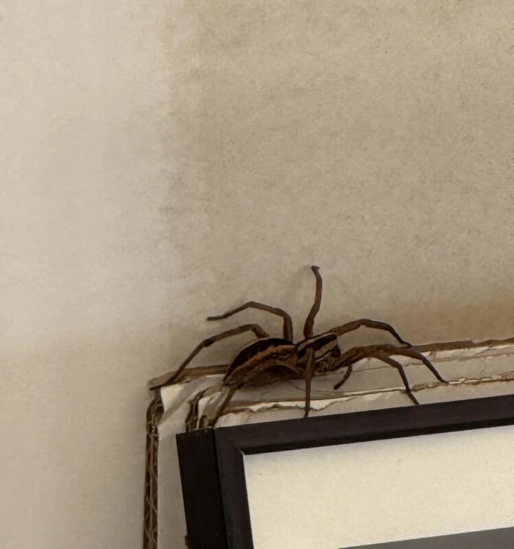 North Carolina homeowner says 8-inch spider emerged from moving boxes ...