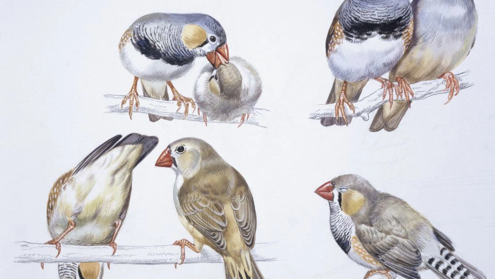 Studies trace song learning in zebra finches to basal ganglia