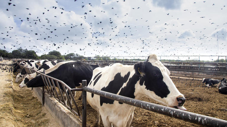 Here's why beef is so expensive in 2026