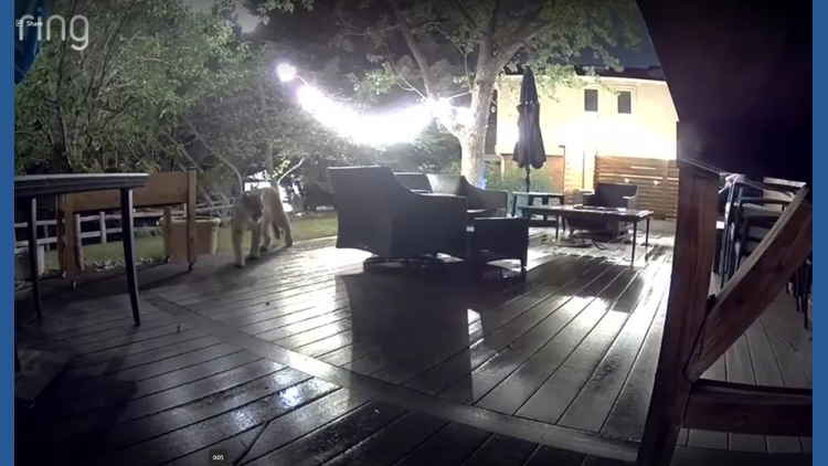 Mountain lion prowls through Centennial backyard on home surveillance ...
