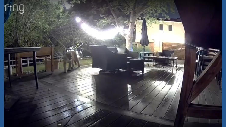 Mountain lion prowls through Centennial backyard on home surveillance ...