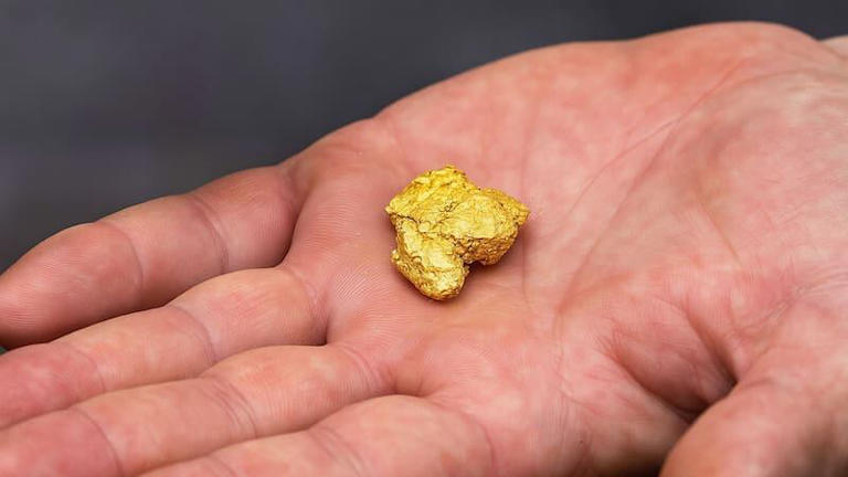 ¿El fin de la pobreza? |Encuentran una planta que produce oro puro y se ...