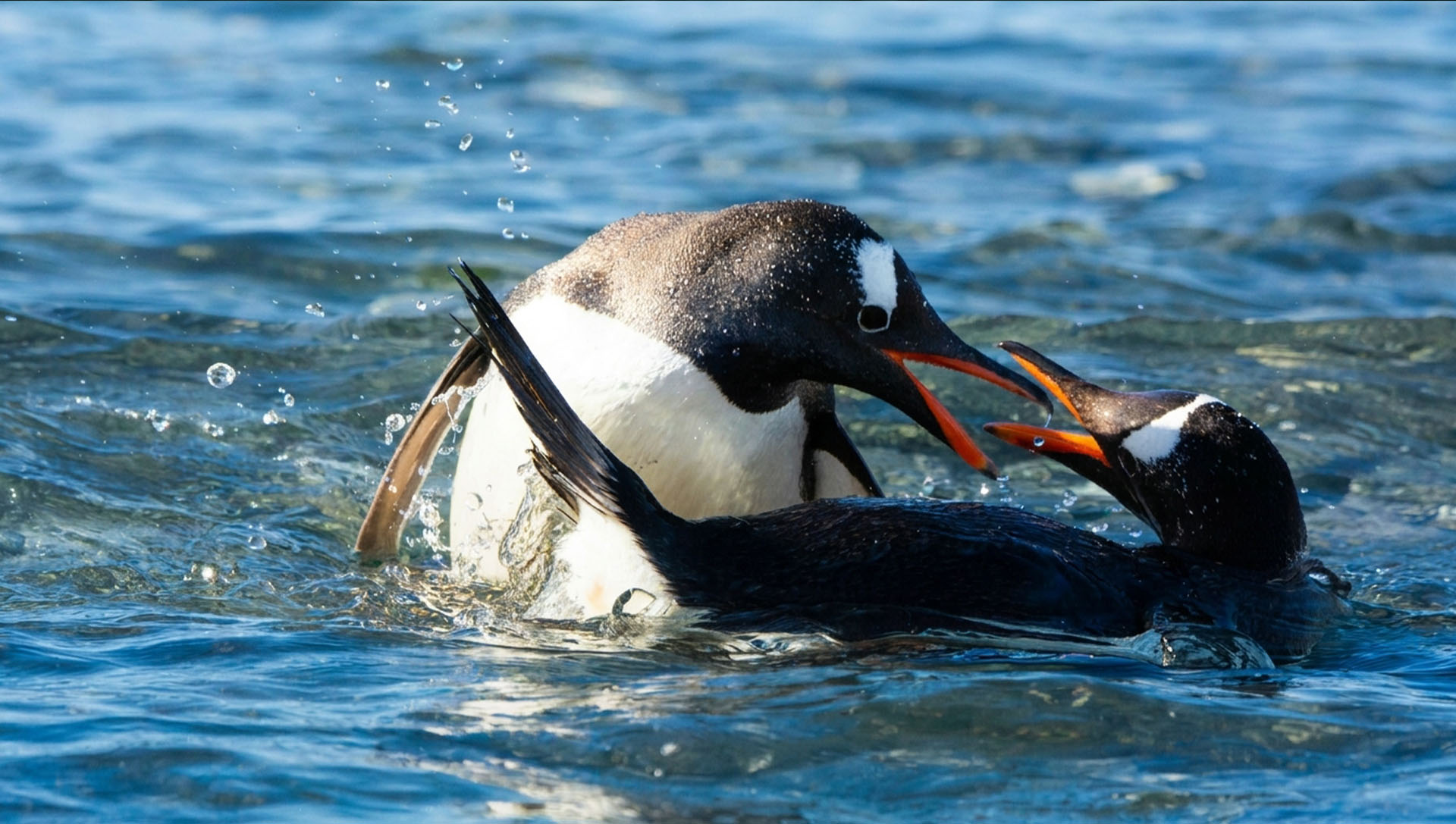 Scientists discover a new penguin species that was hiding in plain ...