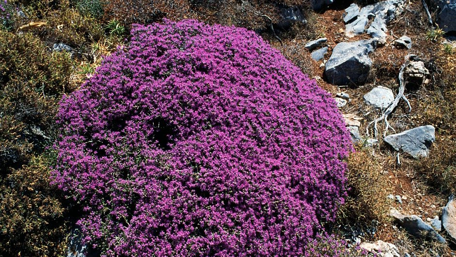 Why creeping thyme could be your dream lawn swap