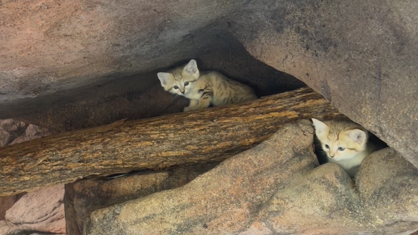 North Carolina Zoo announces names of sand cat kittens