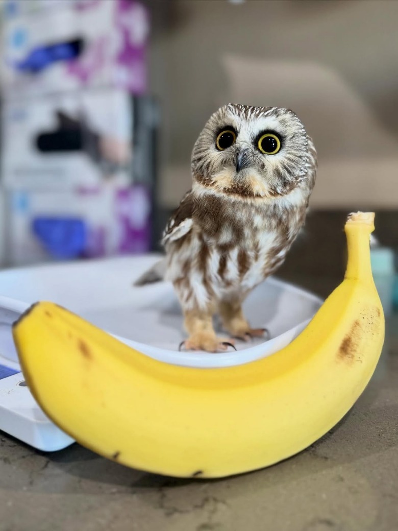 Rescue owl smaller than a banana has the internet in a chokehold over ...