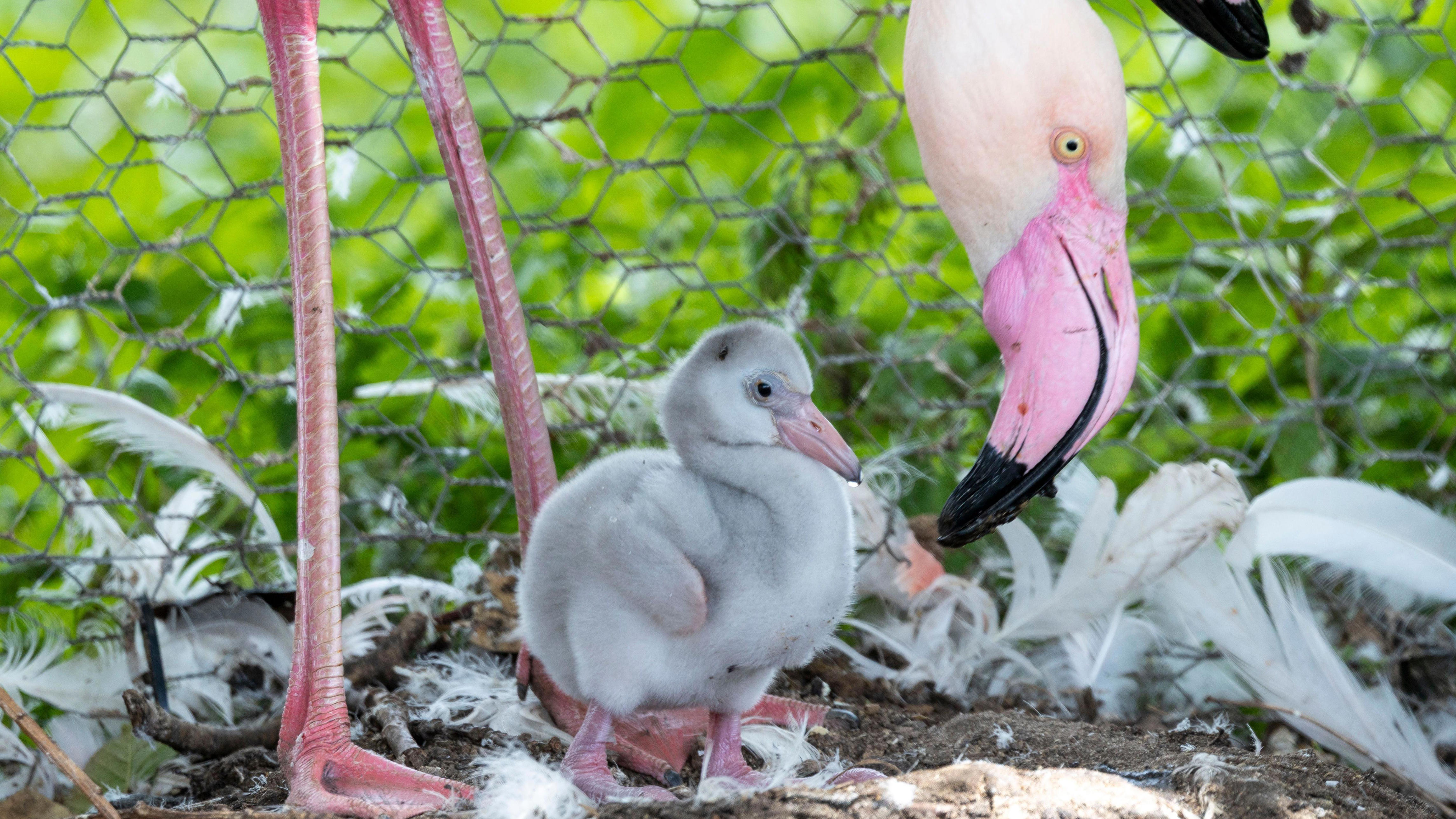 Martin Mere welcomes flamingo chicks ahead of half term