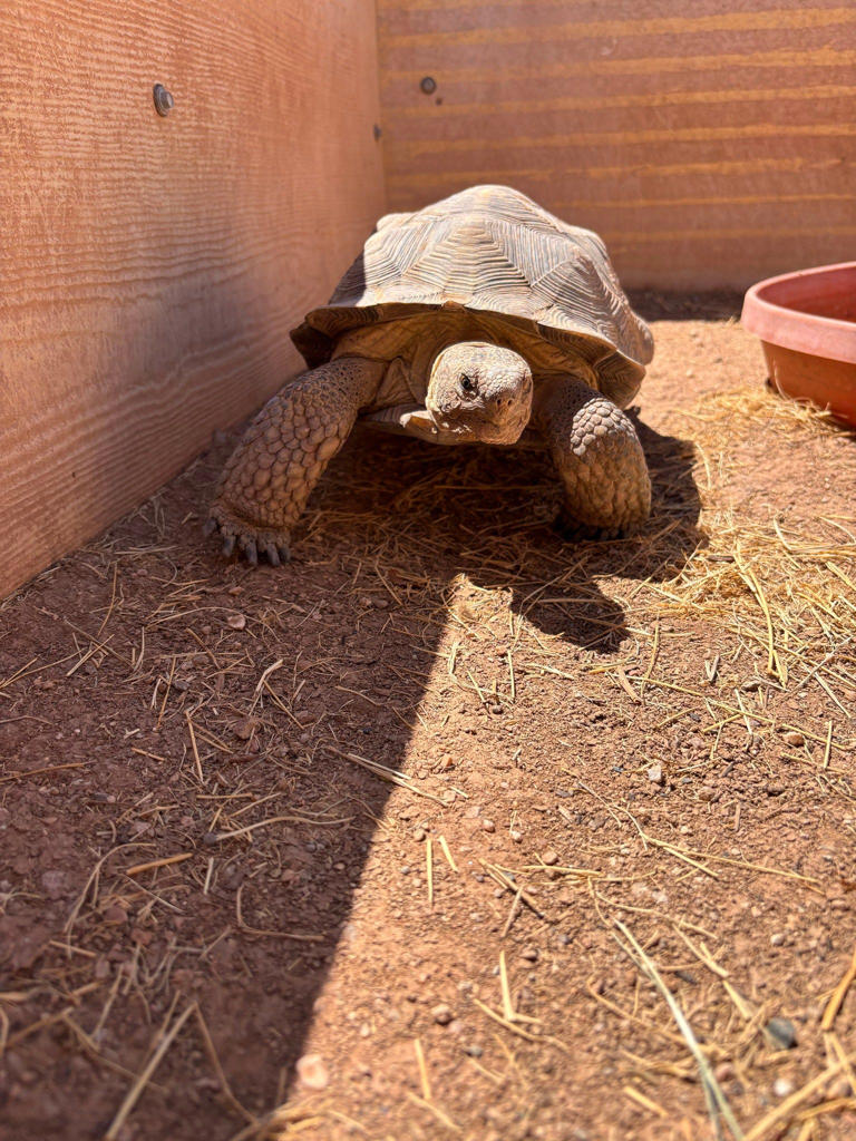 Surrendered desert tortoises need new homes in Arizona