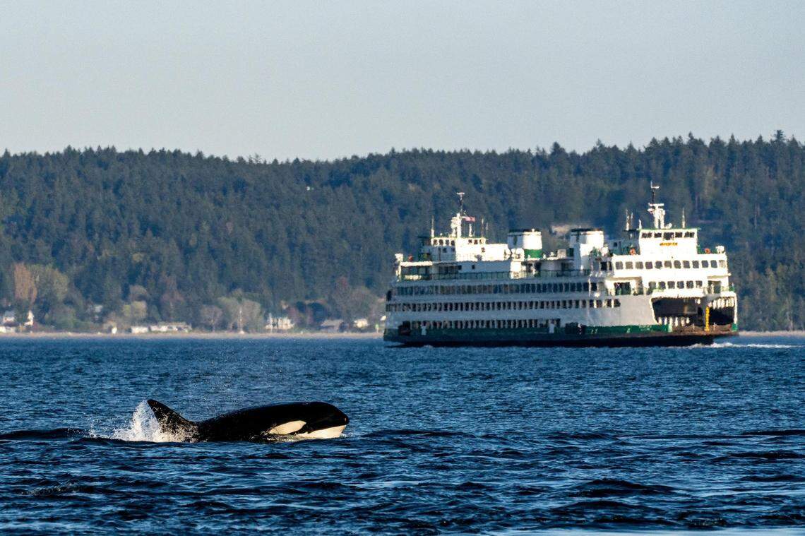 Traveling by state ferry with your pet? WSDOT has rolled out new rules