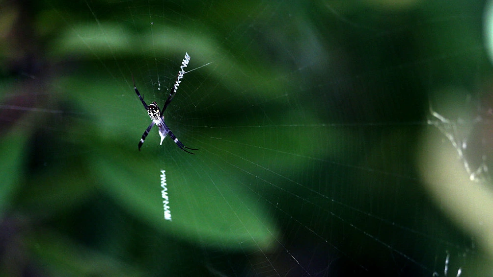 Corn protein transformed into spider silk-inspired biodegradable plastic
