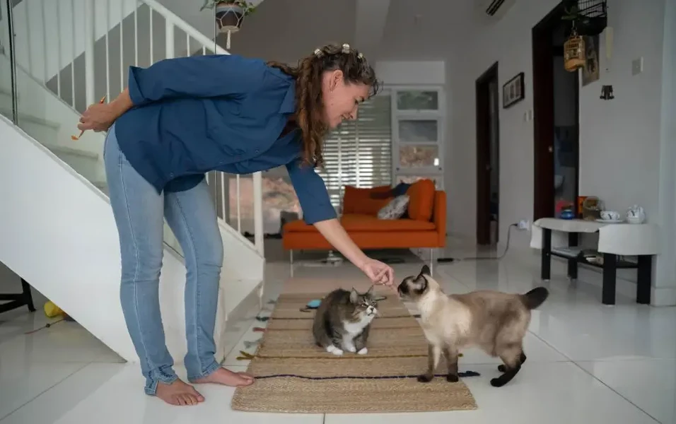 Life hacks for loving your deaf cat