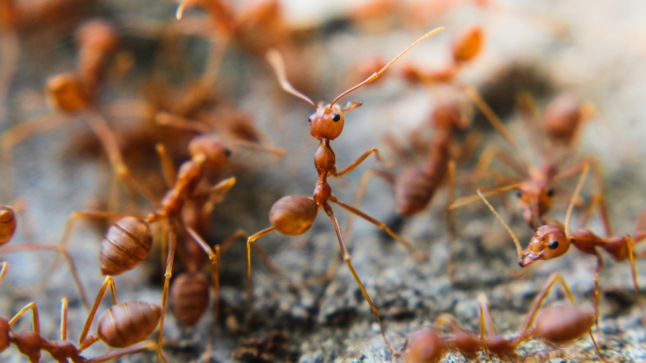 8 real fixes that kept ants out of our house for good