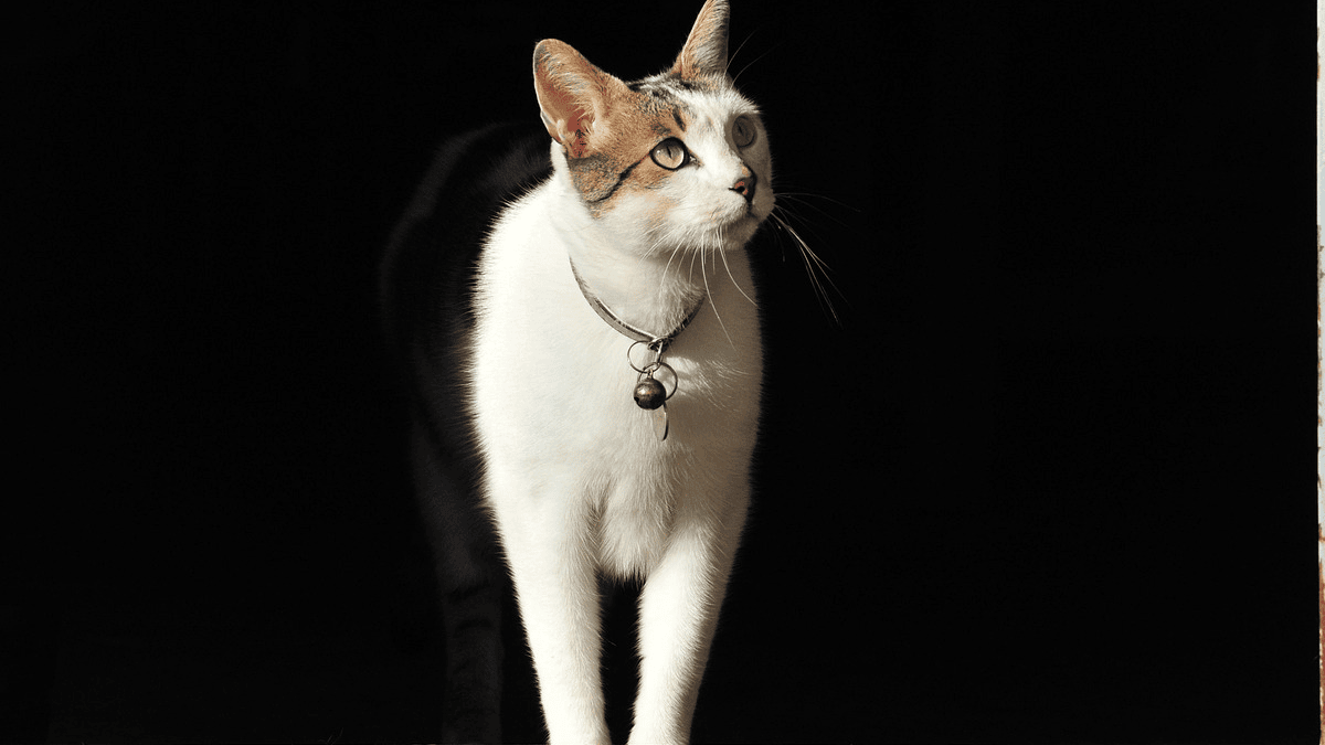 The signs of stress that almost no one notices in cats and that every ...