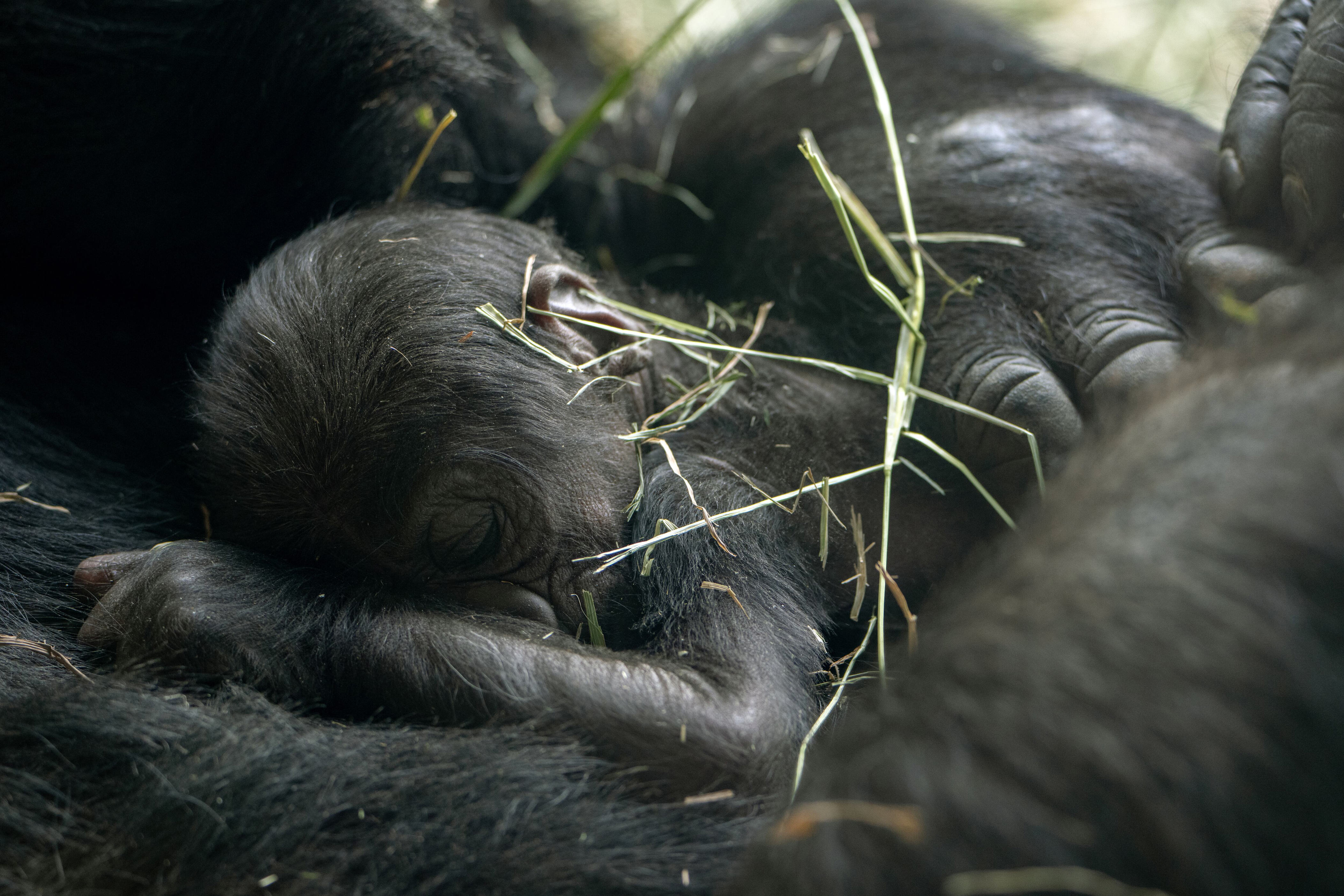 Woodland Park Zoo welcomes the first of two gorilla babies