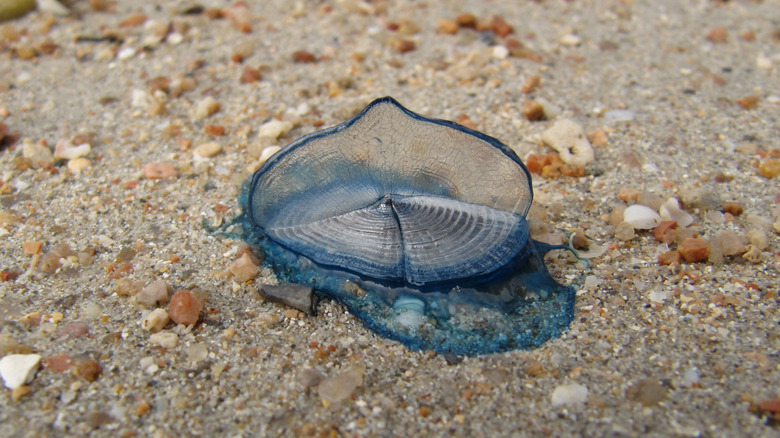 These bizarre blue creatures are covering beaches in California