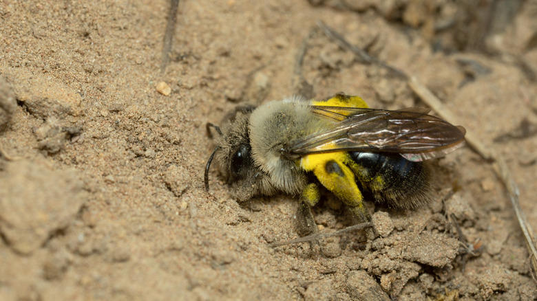 Turn an old nursery pot into a safe sanctuary for ground-nesting bees