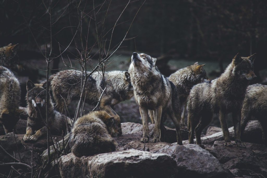 Wolves are making a major comeback on Isle Royale