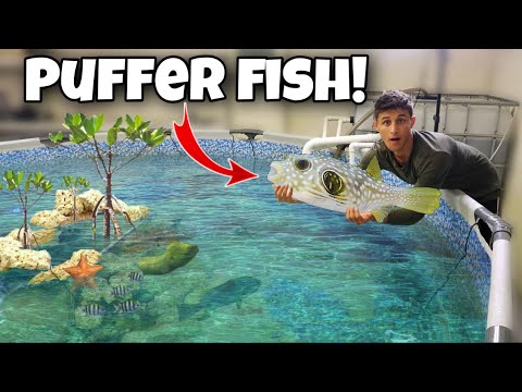 Will my new puffer fish thrive in saltwater?