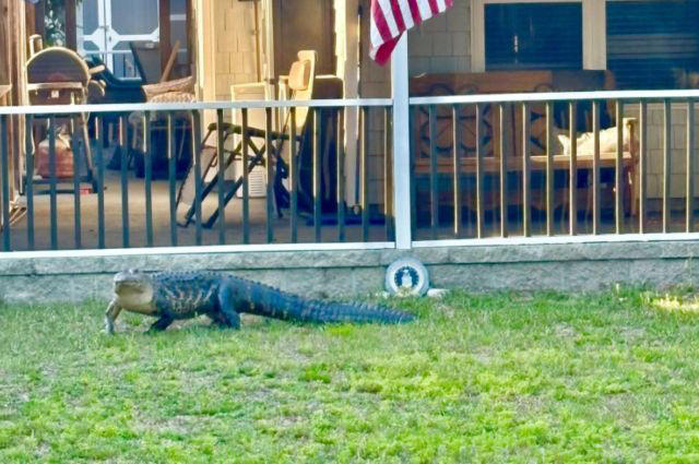 Officials capture alligator seen wandering near homes in North Carolina