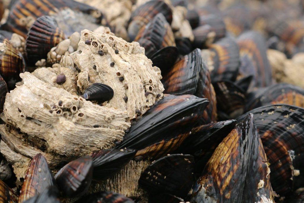 Endangered mussels are helping protect America’s rivers