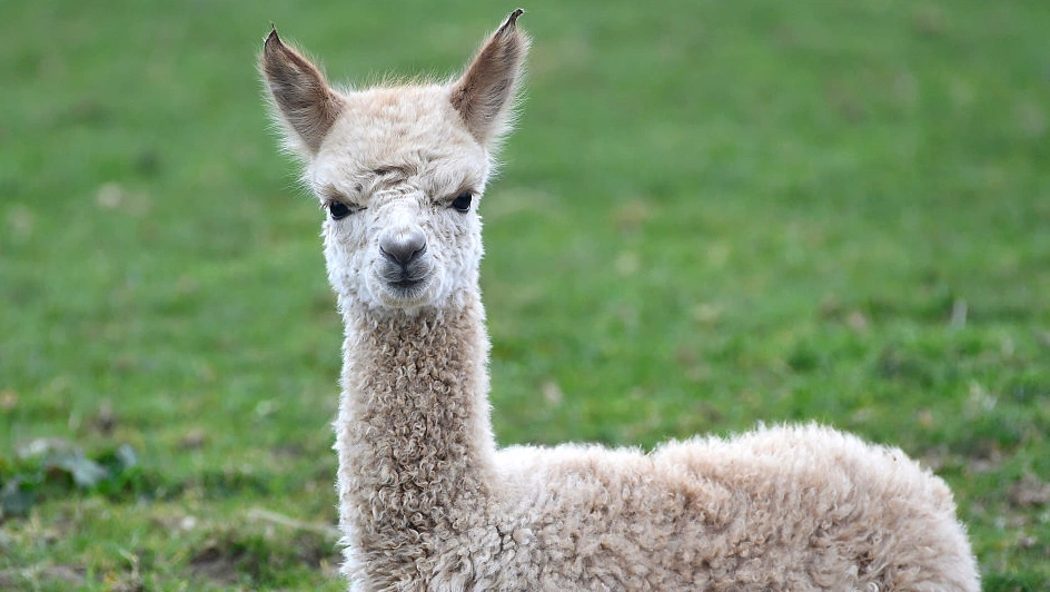 Llama vs alpaca: Know the real difference