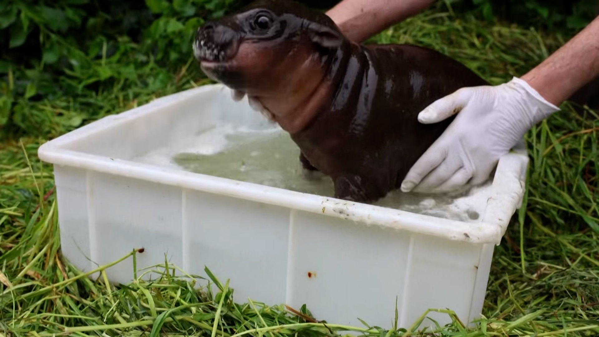 Baby pygmy hippo gets first bath at Berlin Zoo