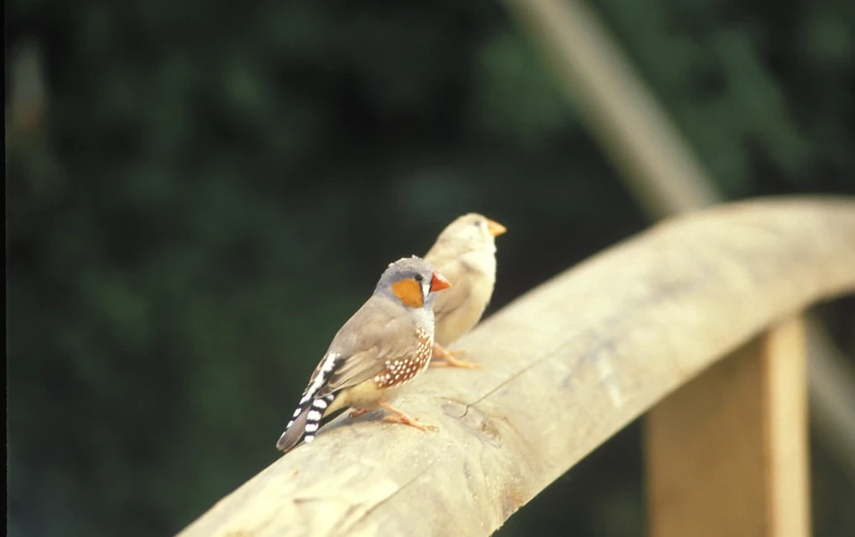 Studies trace song learning in zebra finches to basal ganglia