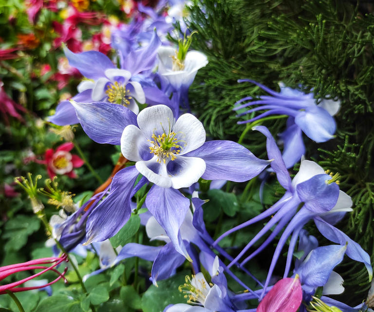 7 pretty self-seeding flowers that will quietly fill gaps and bare ...